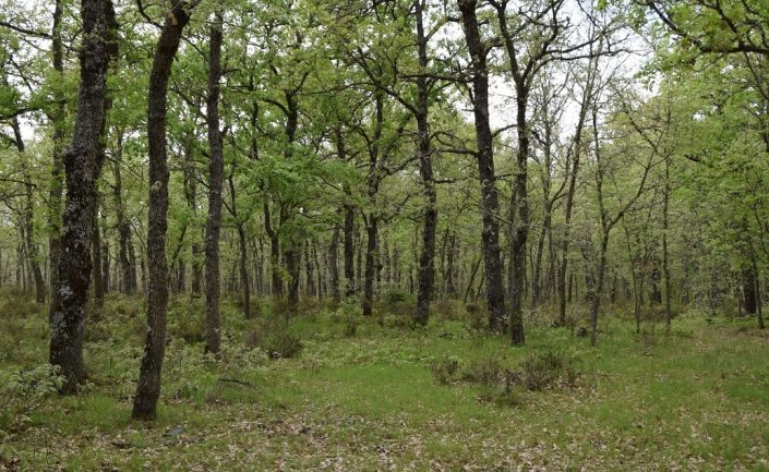 Qué ver en la comarca de Aliste (Zamora) - Naturaliste